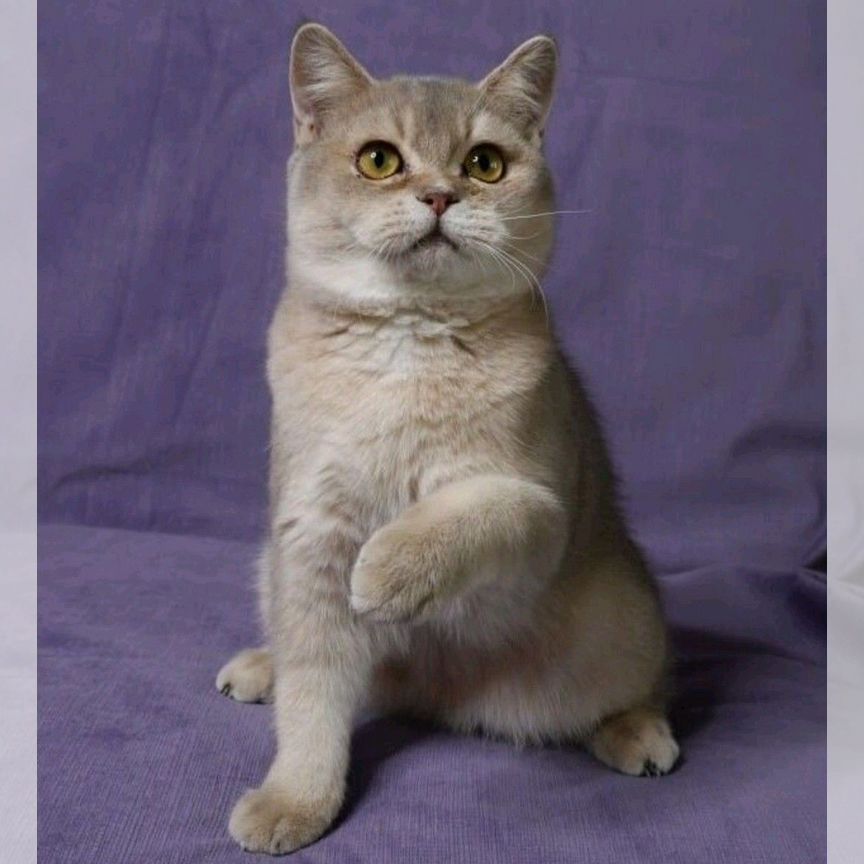 Британский котик вязка