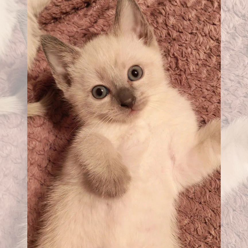 Тайский котёнок
