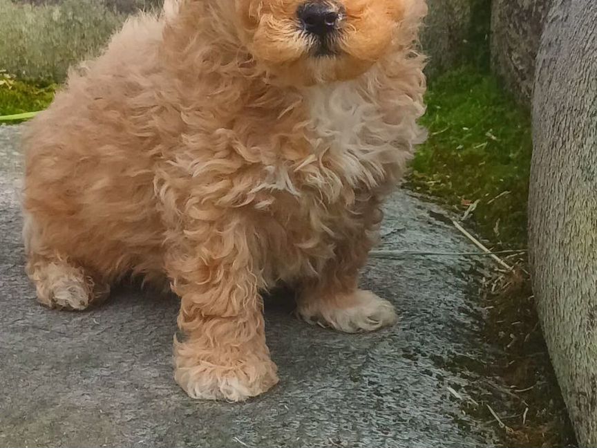 Мальтипу персиковый кудряш