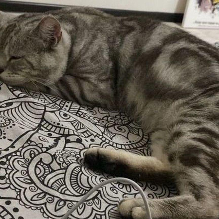 Связка,кот ищет свою кошечку