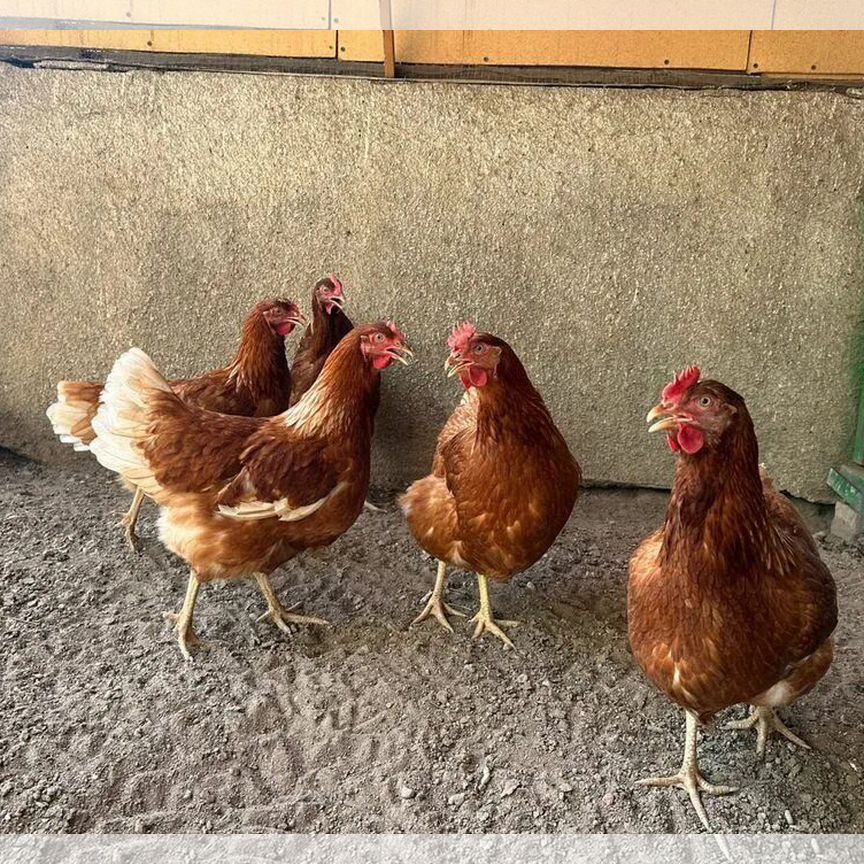 Несушки бесплатная доставка