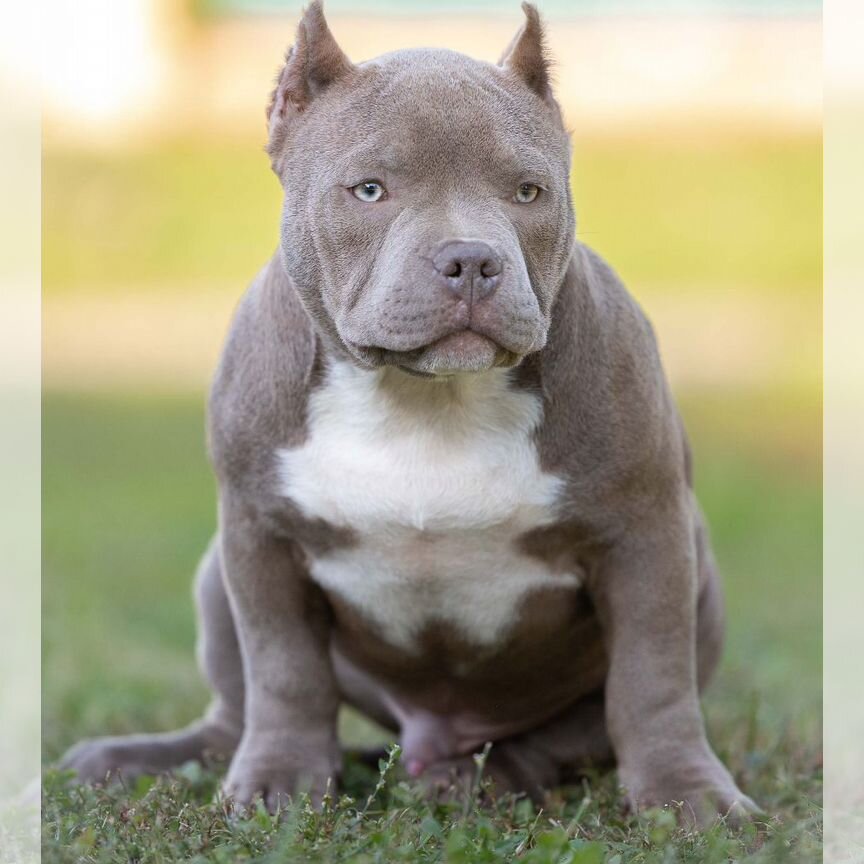 Мальчик Американский Булди