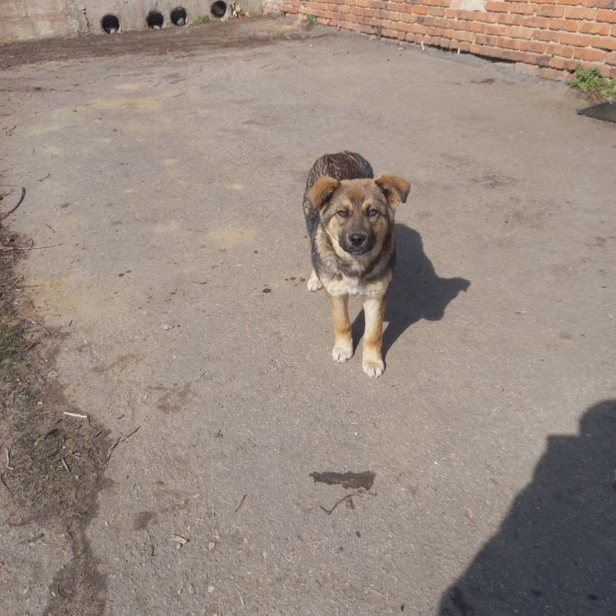 Жуля в добрые руки