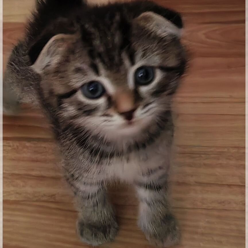 Шотландский вислоухий короткошёрстный котёнок