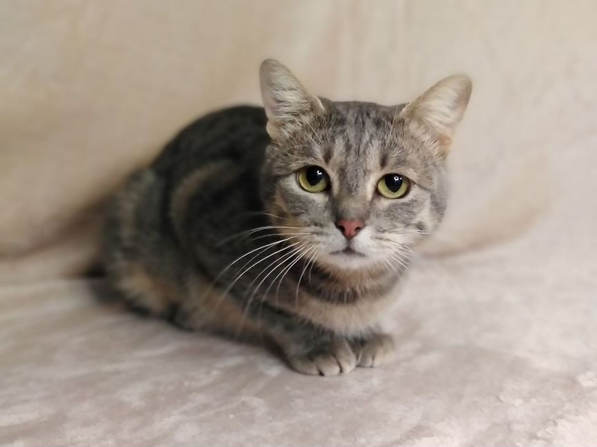 Матрёна в добрые руки