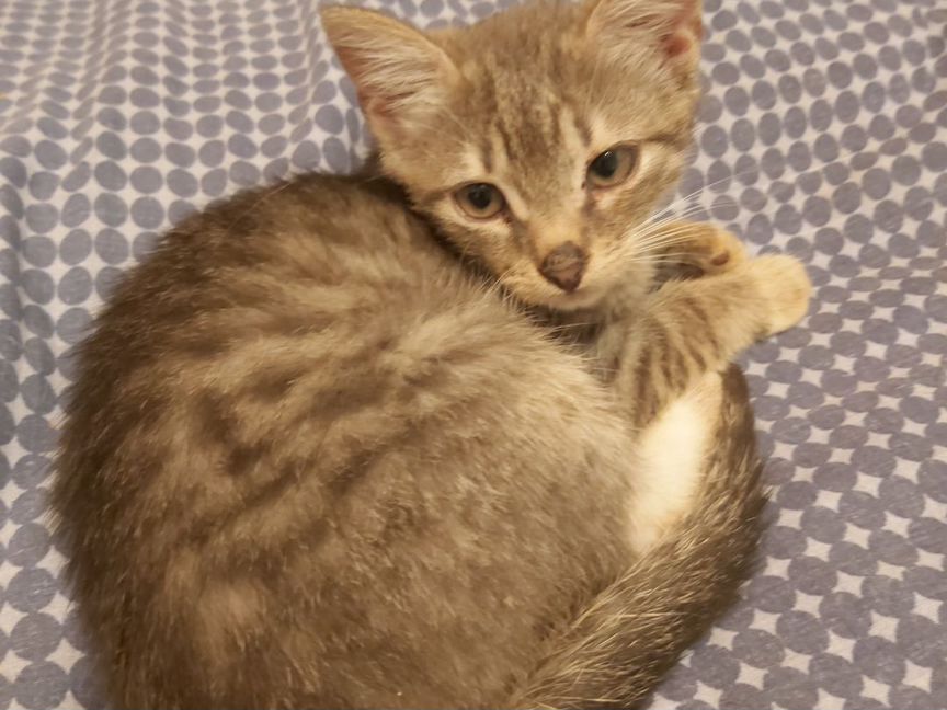 Котята, помесь британца