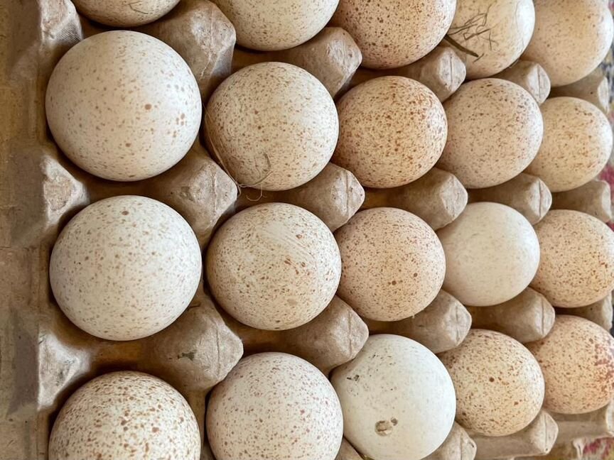 Индюшиное яйцо