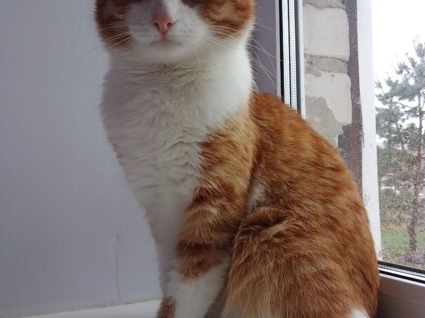 Кот ищет дом
