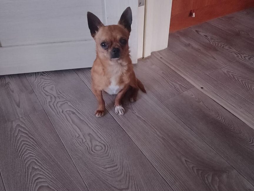 Чихуахуа мини