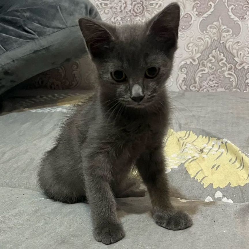 Шотландский прямоухий короткошёрстный котёнок