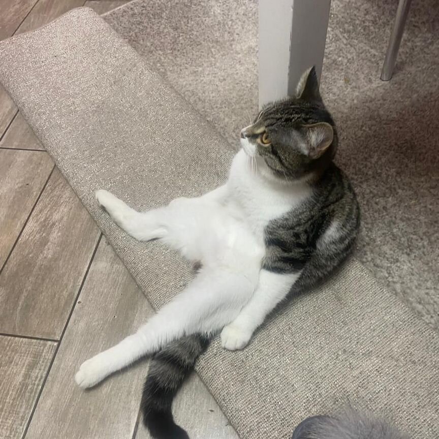 Котик