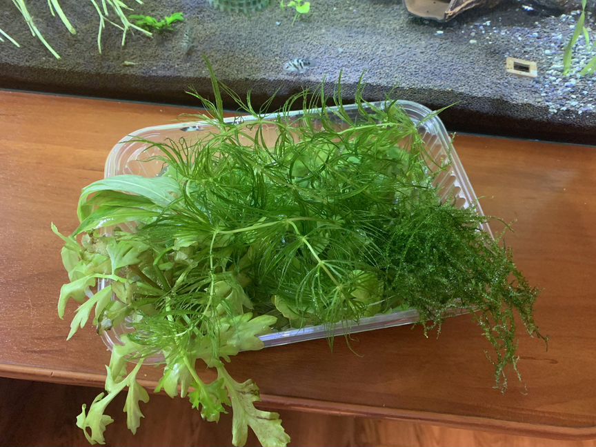 Аквариумные растения