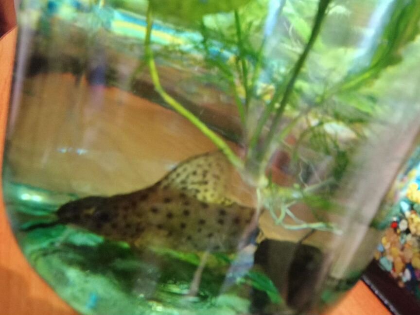 Сом пятнистый 2 шт