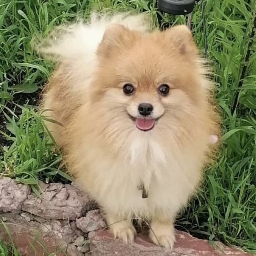 Померанский шпиц, взрослая собака