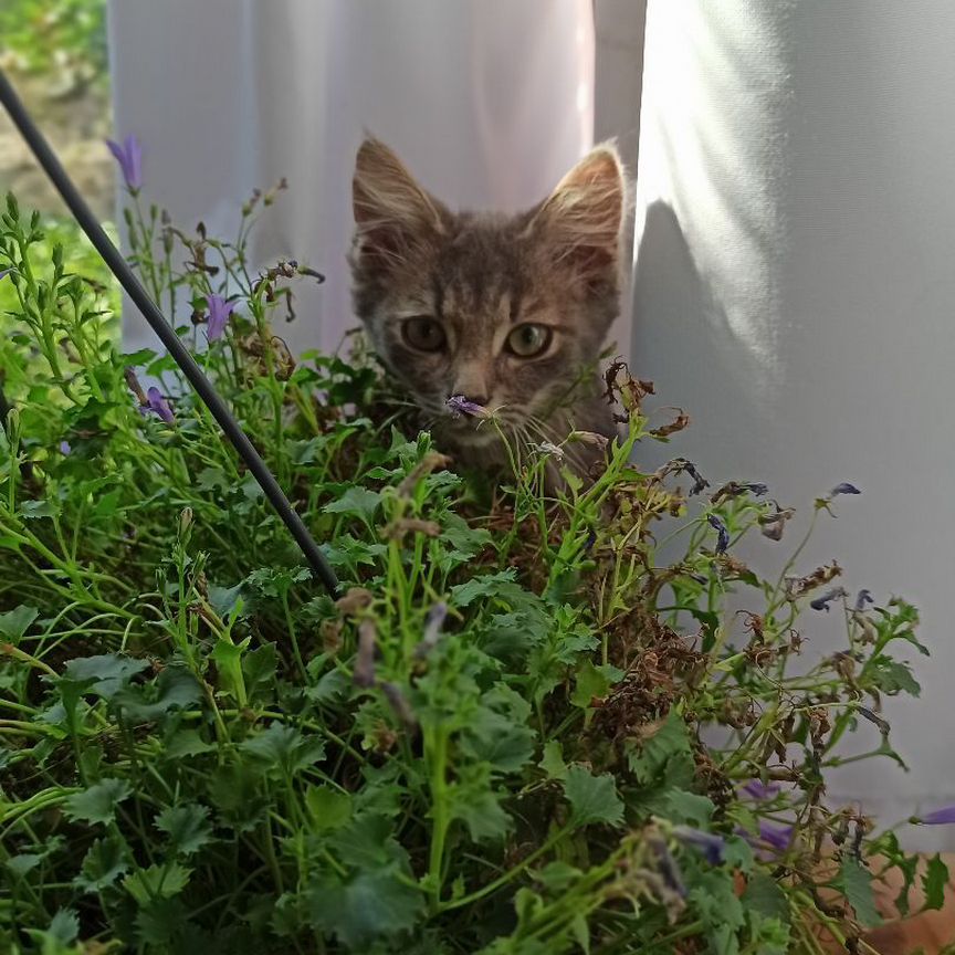 Котёнок дымчато-серый