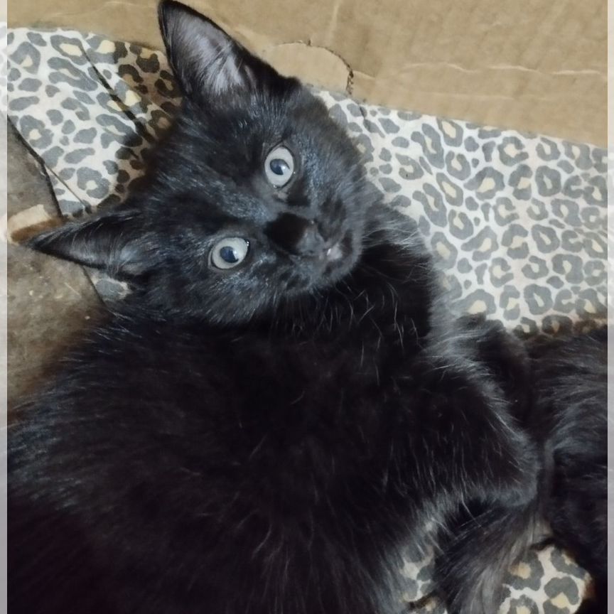 Котёнок в добрые руки