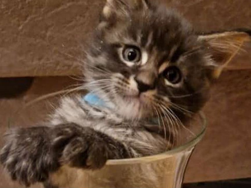 Мейн-кун котята