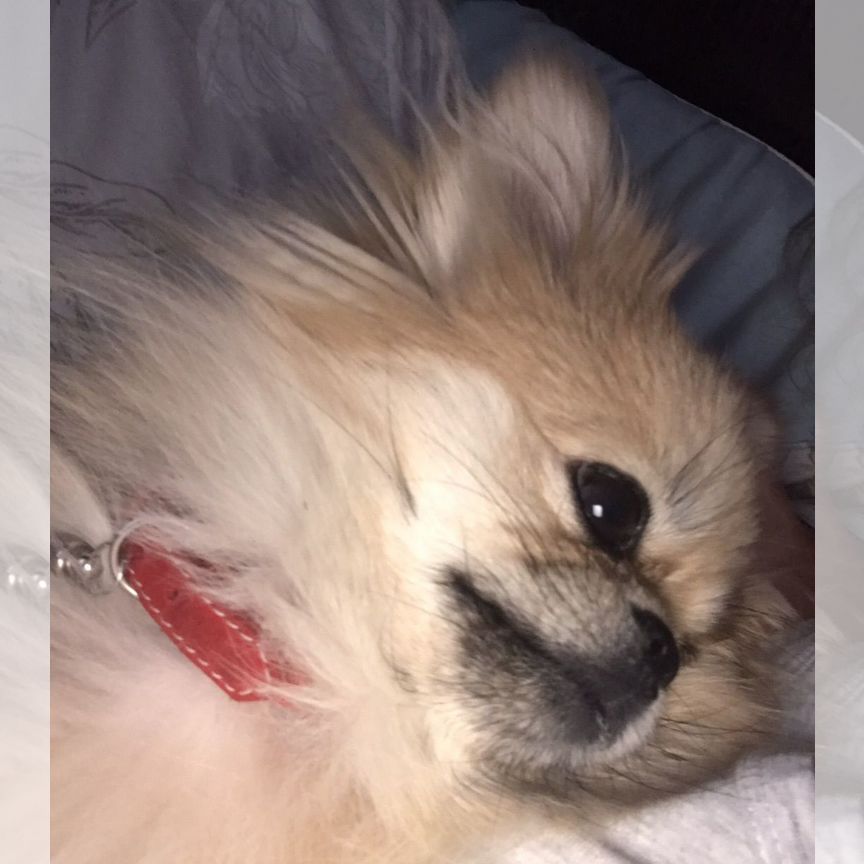 Ищем жениха шпиц