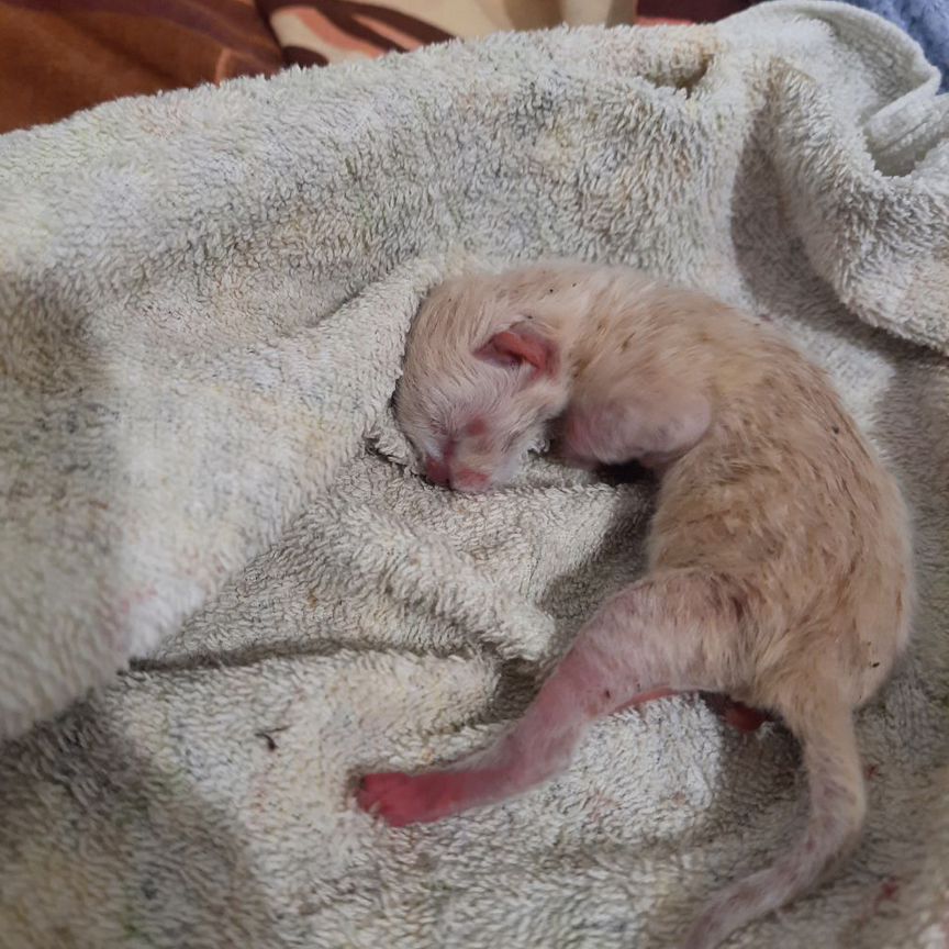 Ищу кормящую кошку