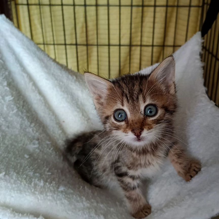 Котенок в добрые ручки