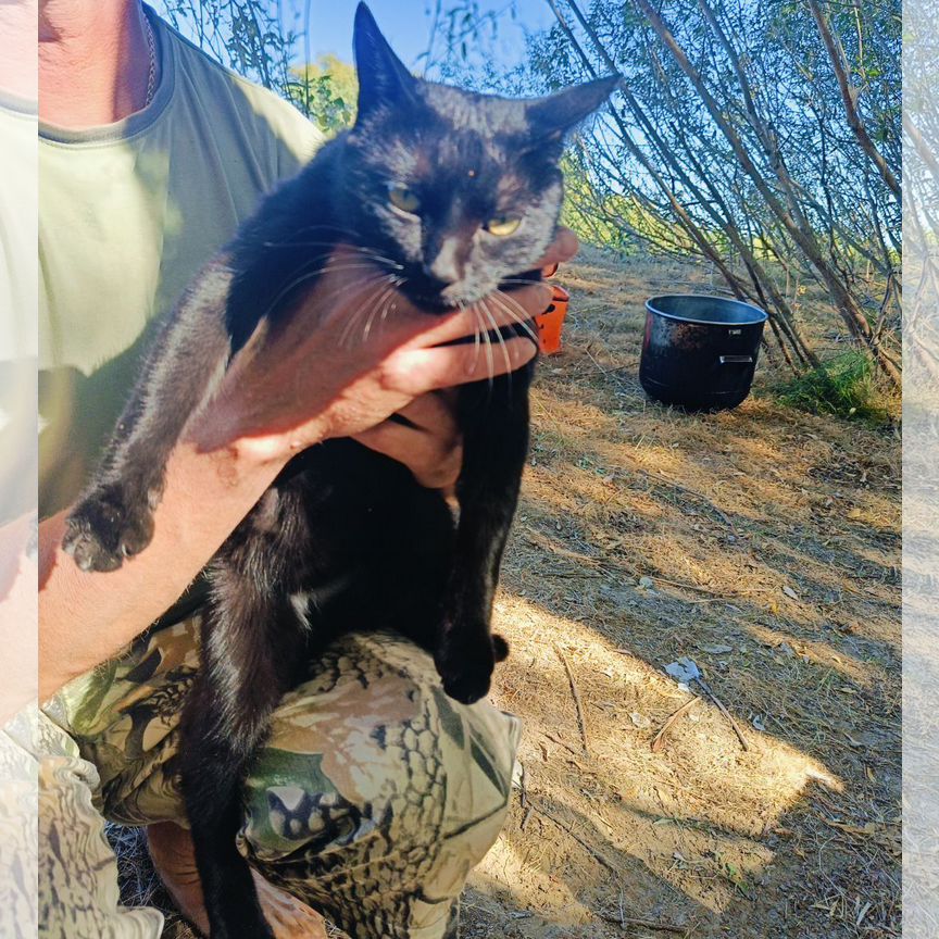 Найдена кошка черная