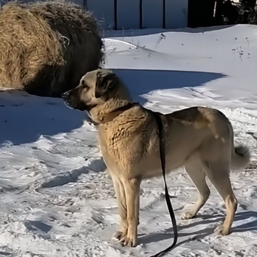 Турецкий акбаш, щенок