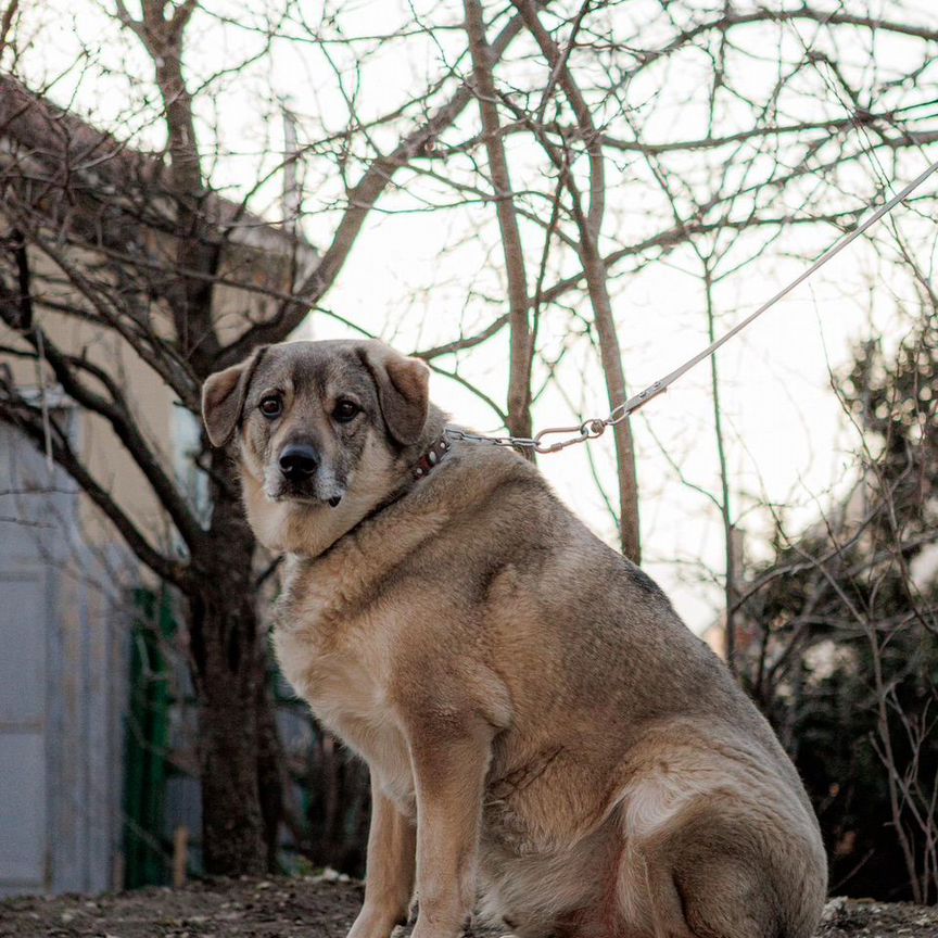 Мэт, потерявший хозяина