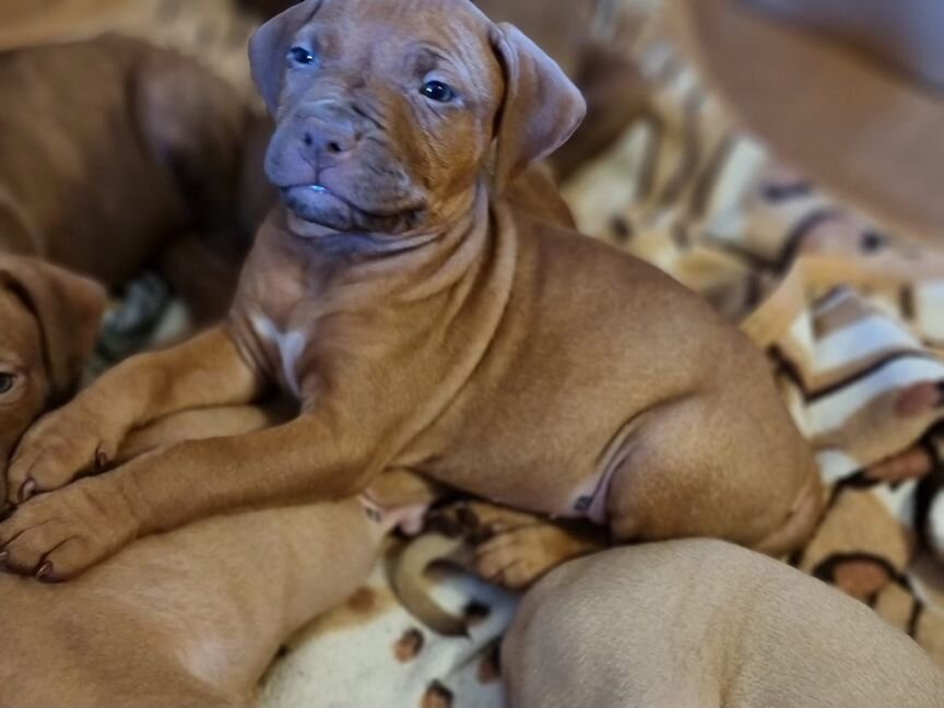 Собака. Породы Питбуль