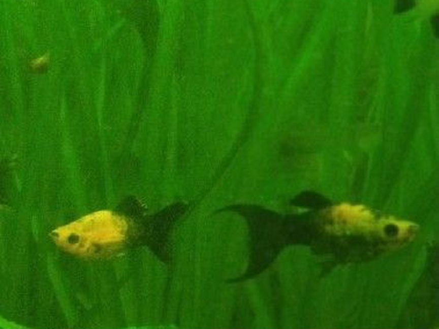 Моллинезия черно-оранжевая