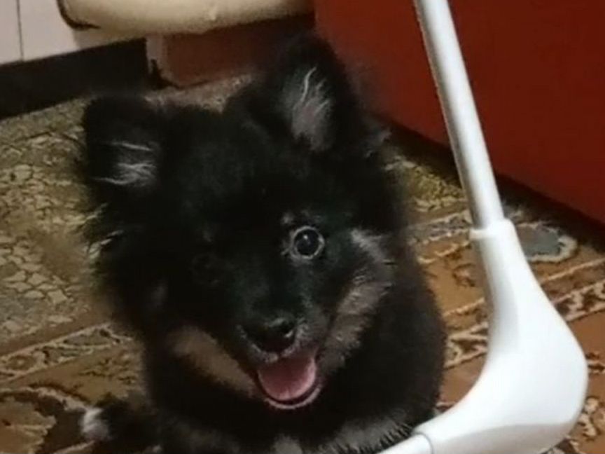 Щенки немецкого шпица