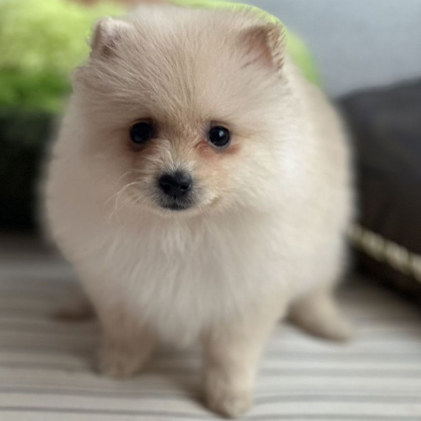 Малый немецкий шпиц из питомника