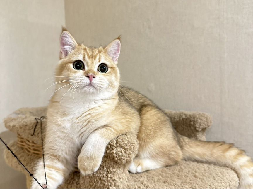 Золотая шиншилла, кот ny12, 6мес