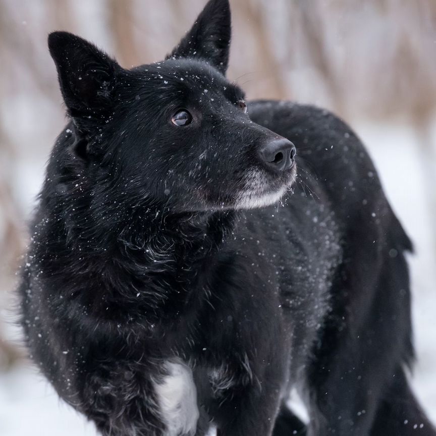 Спокойная собачка пропадает в приюте