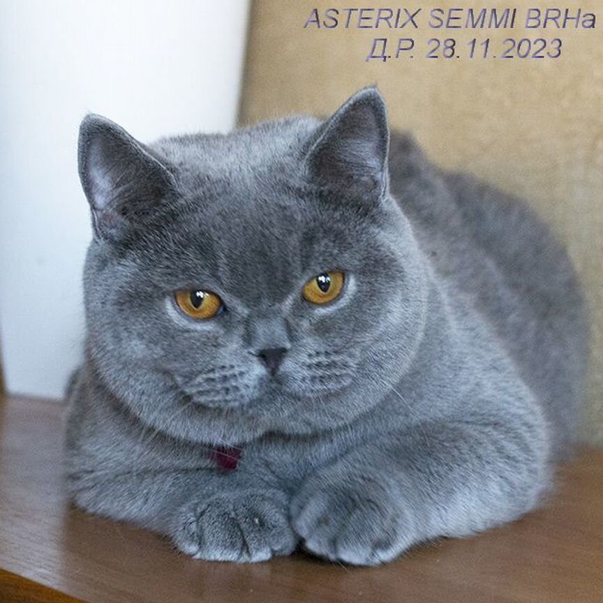 Британские котята
