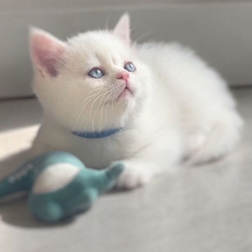Британский короткошёрстный котёнок