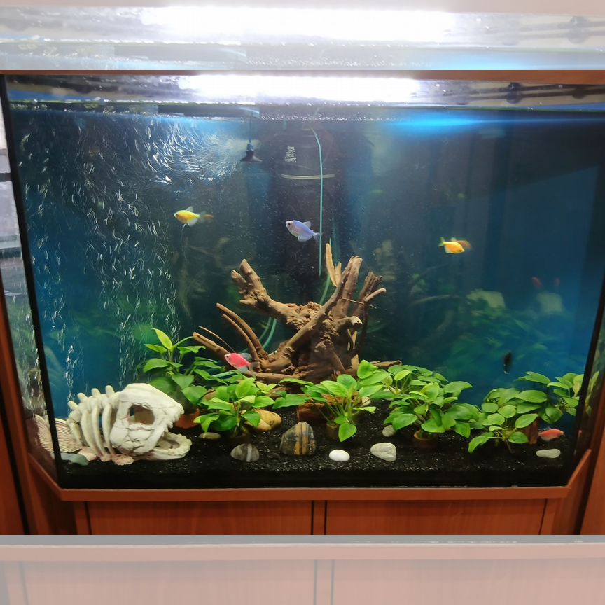 Продам аквариум с рыбками