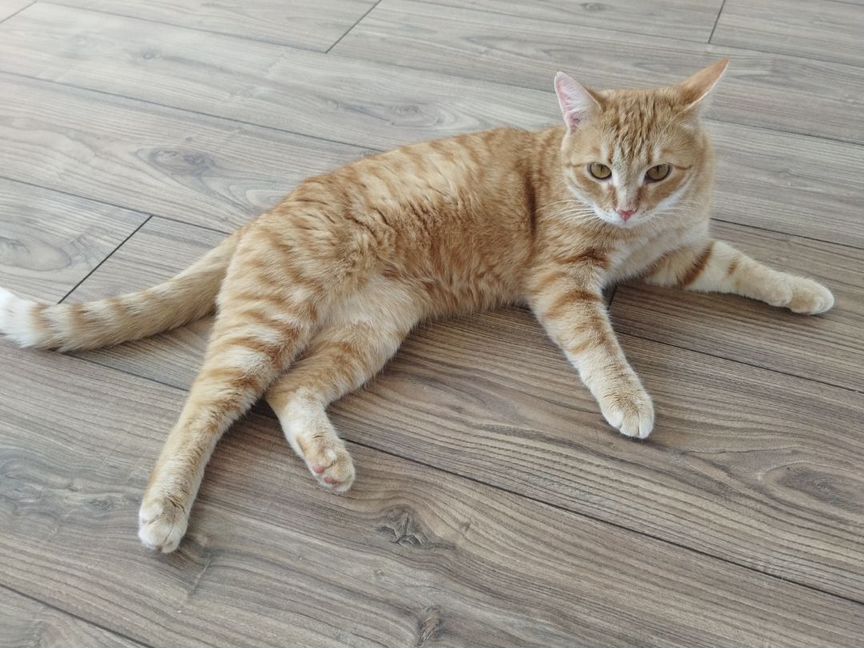 Котик
