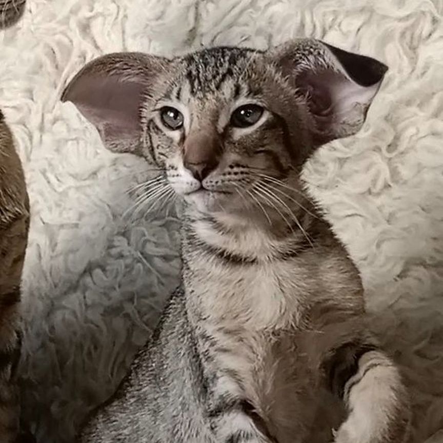 Мальчик чёрное пятно