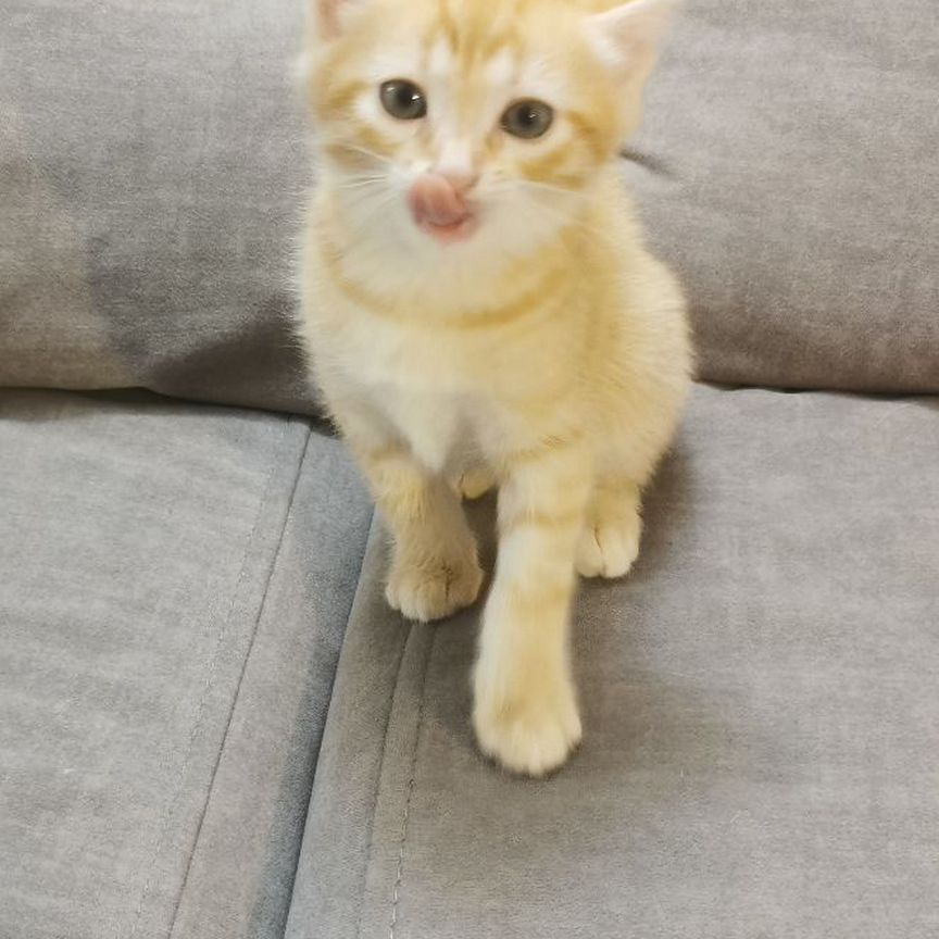 Котёнок в добрые руки