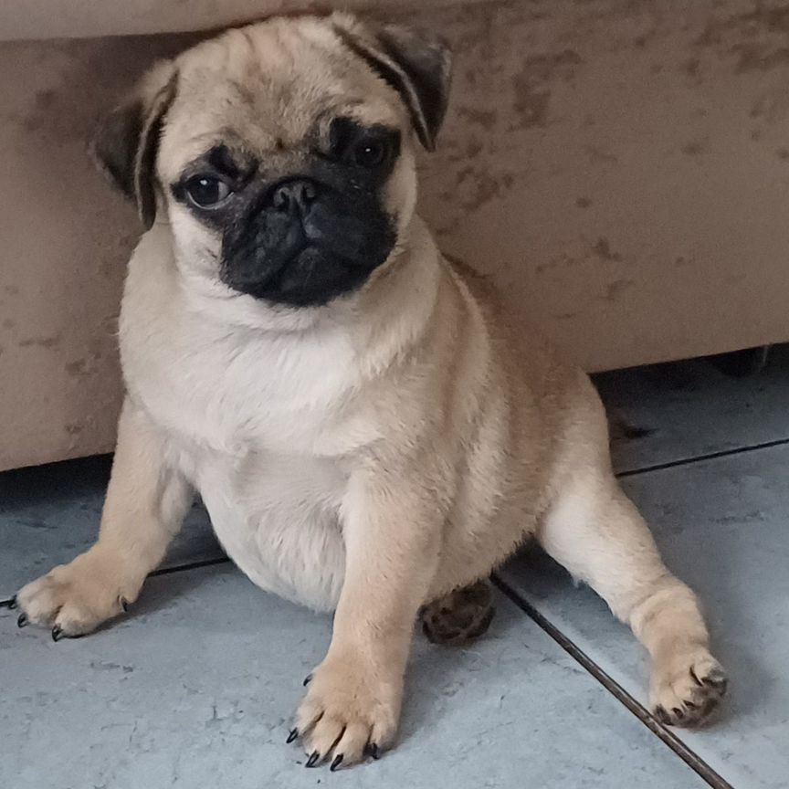 Мопс, щенок