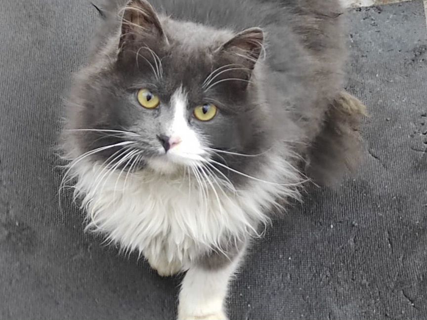 Кошка ищет доброе сердце