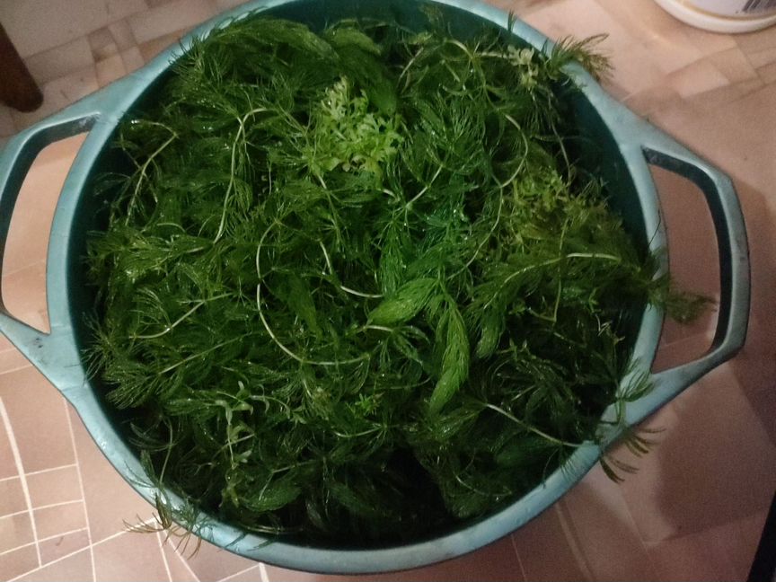 Роголистник в аквариум