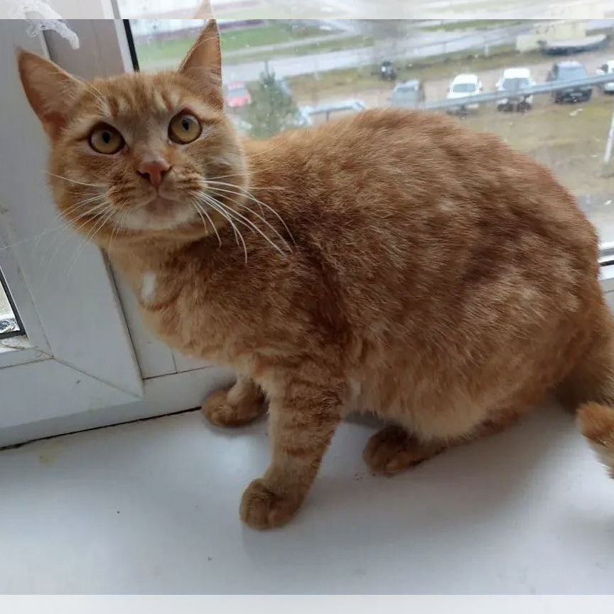 Взрослый кот в добрые руки