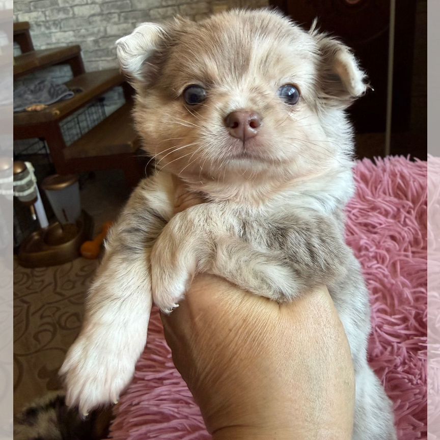 Чихуахуа, щенок
