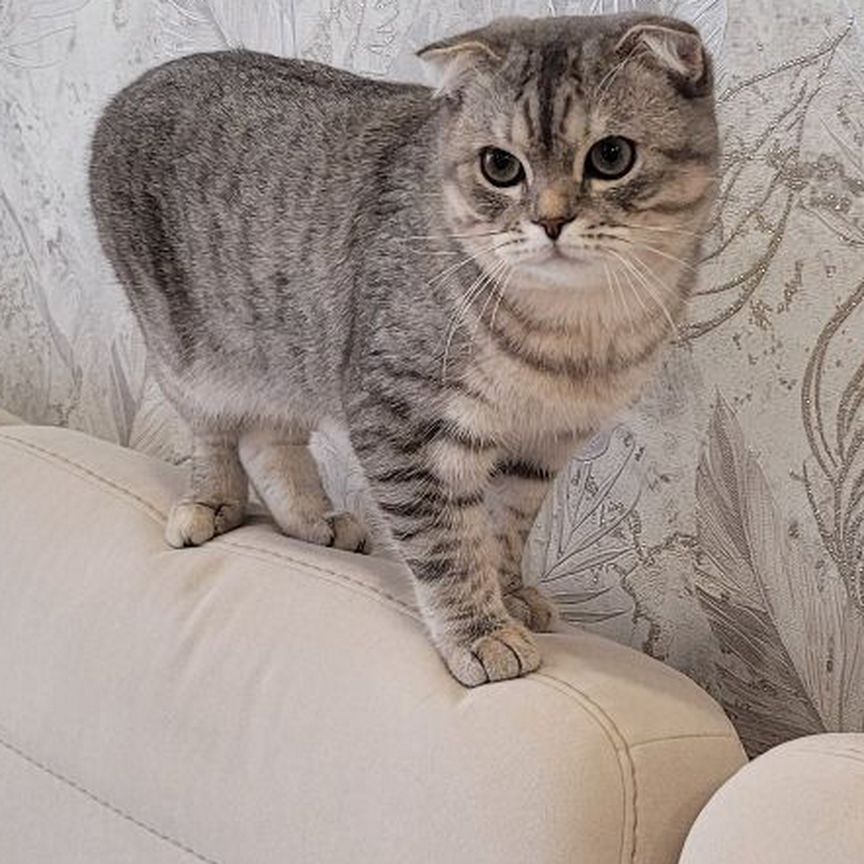 Вислоухие кот кастрированный. 8 месяца