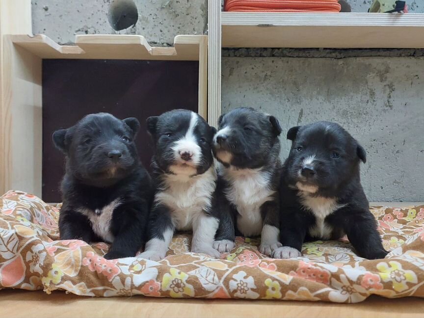 Щенки бесплатно в добрые руки