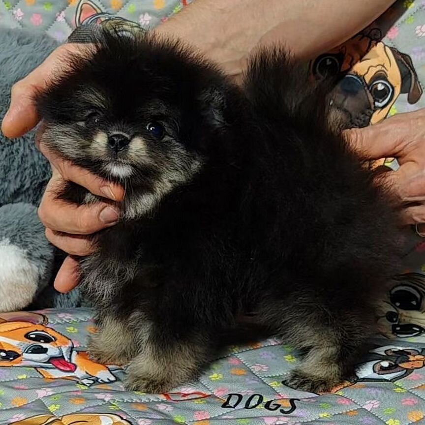 Мини мальчик черно - подпалый