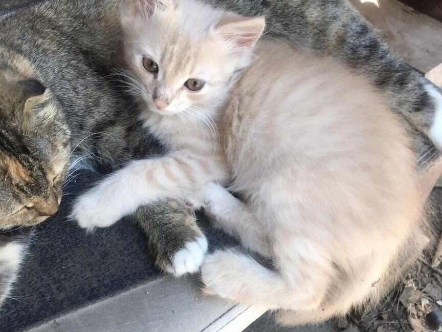 Котенок мальчик живут с кошкой в лесу