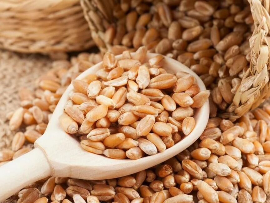 Зерно пшеница