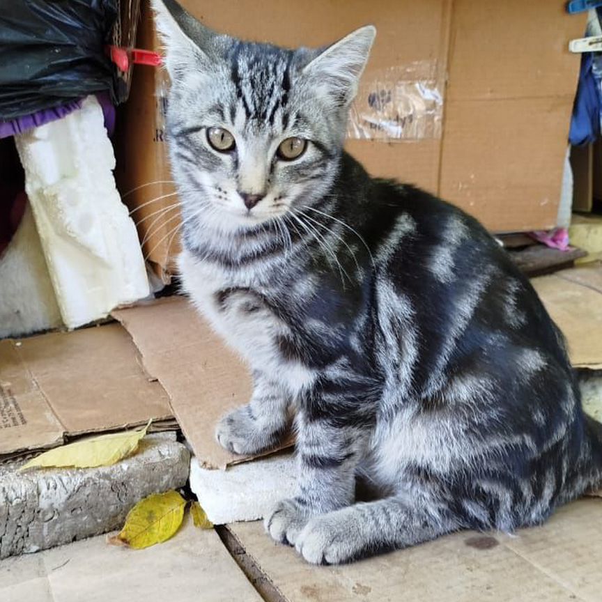 Чудесный котенок ищет дом